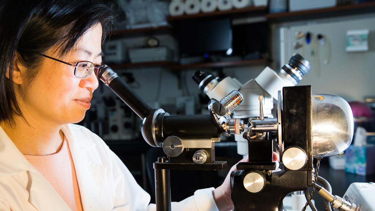 Genetically Modified Mouse Models | Herbert Irving Comprehensive Cancer ...