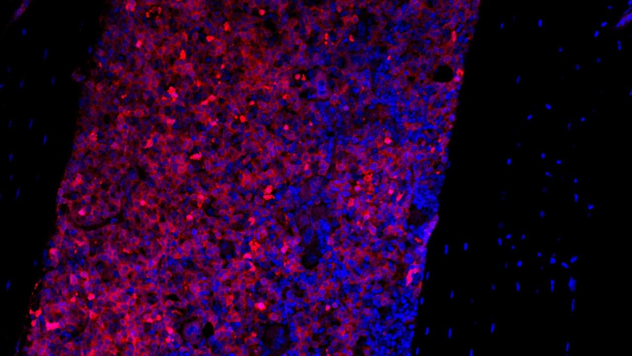 Lab-to-Market Innovations Win New Funding | Herbert Irving ...