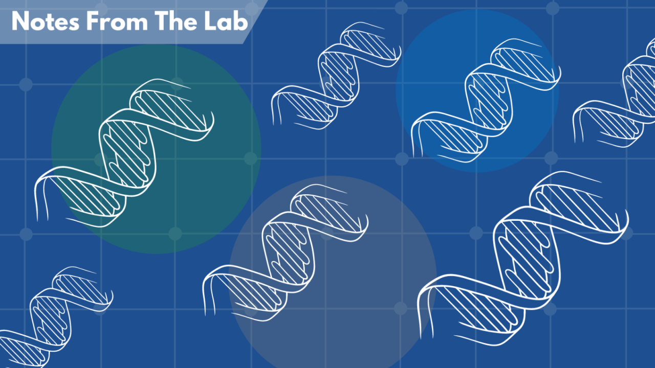 Notes from the Lab: How Incorrect Repair of Double-Strand DNA Breaks ...